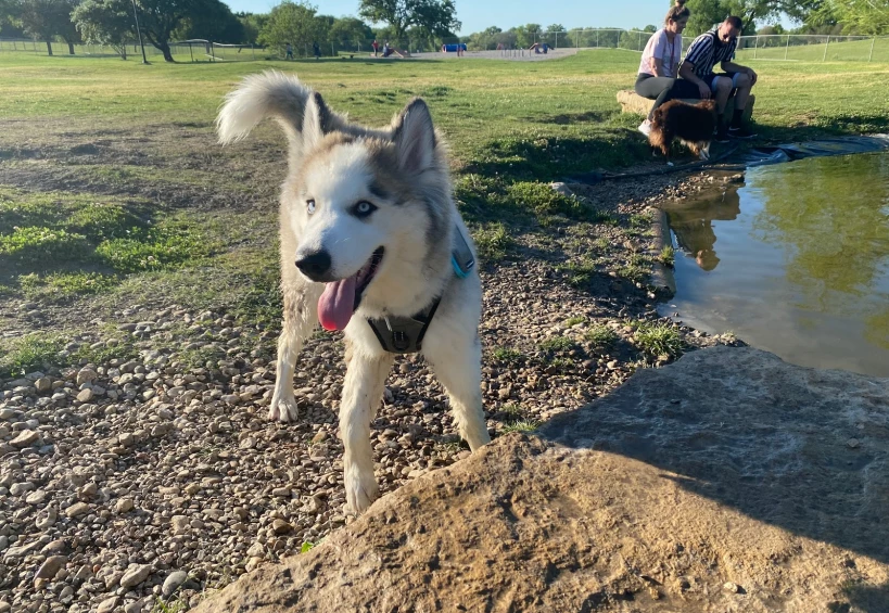 Z Bonz Dog Park | Reviews 2024 | Well Traveled